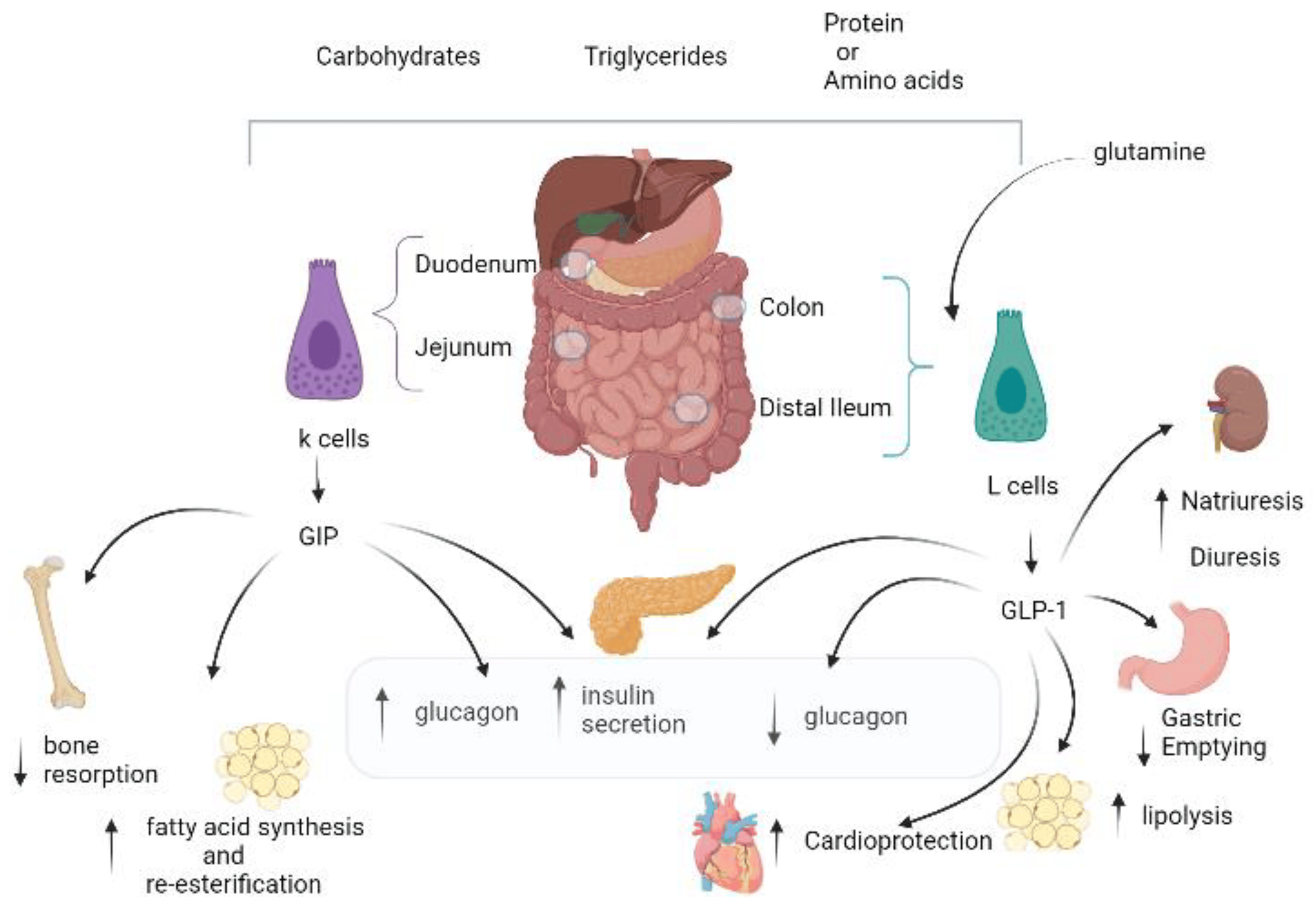 Perioperative Management of GLP-1 RAs & SGLT2i: Latest Guidelines